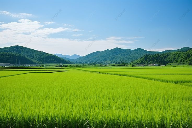 Lahan Sawah Dilindungi (LSD): Benteng Hijau di Tengah Krisis - PT Citra ...