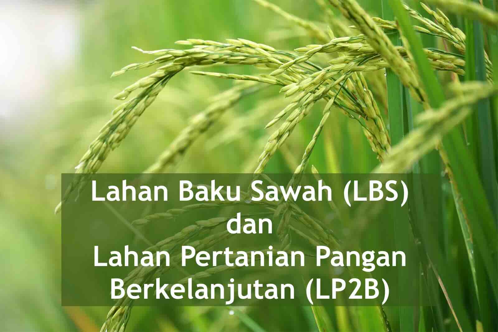 LBS dan LP2B (Lahan Baku Sawah dan Lahan Pertanian Pangan)